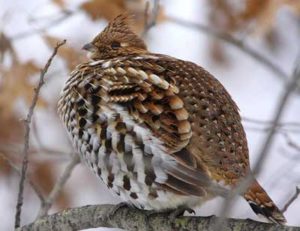 Ruffed Grouse - My Wisconsin Woods