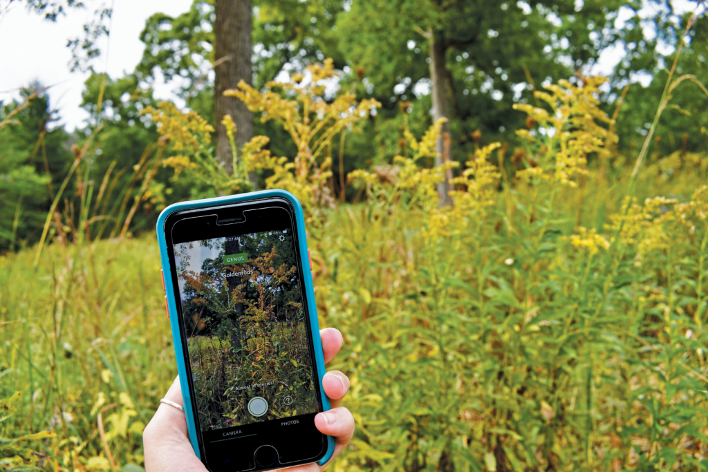 Which Plant ID App Should I Download? - My Wisconsin Woods