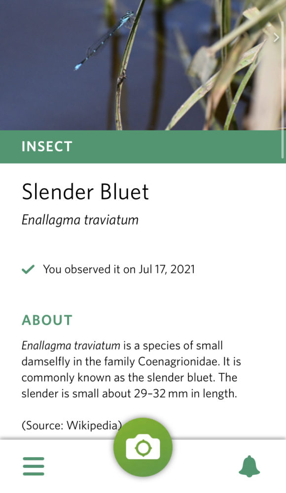 Insect ID Apps: Which is Best? - My Wisconsin Woods