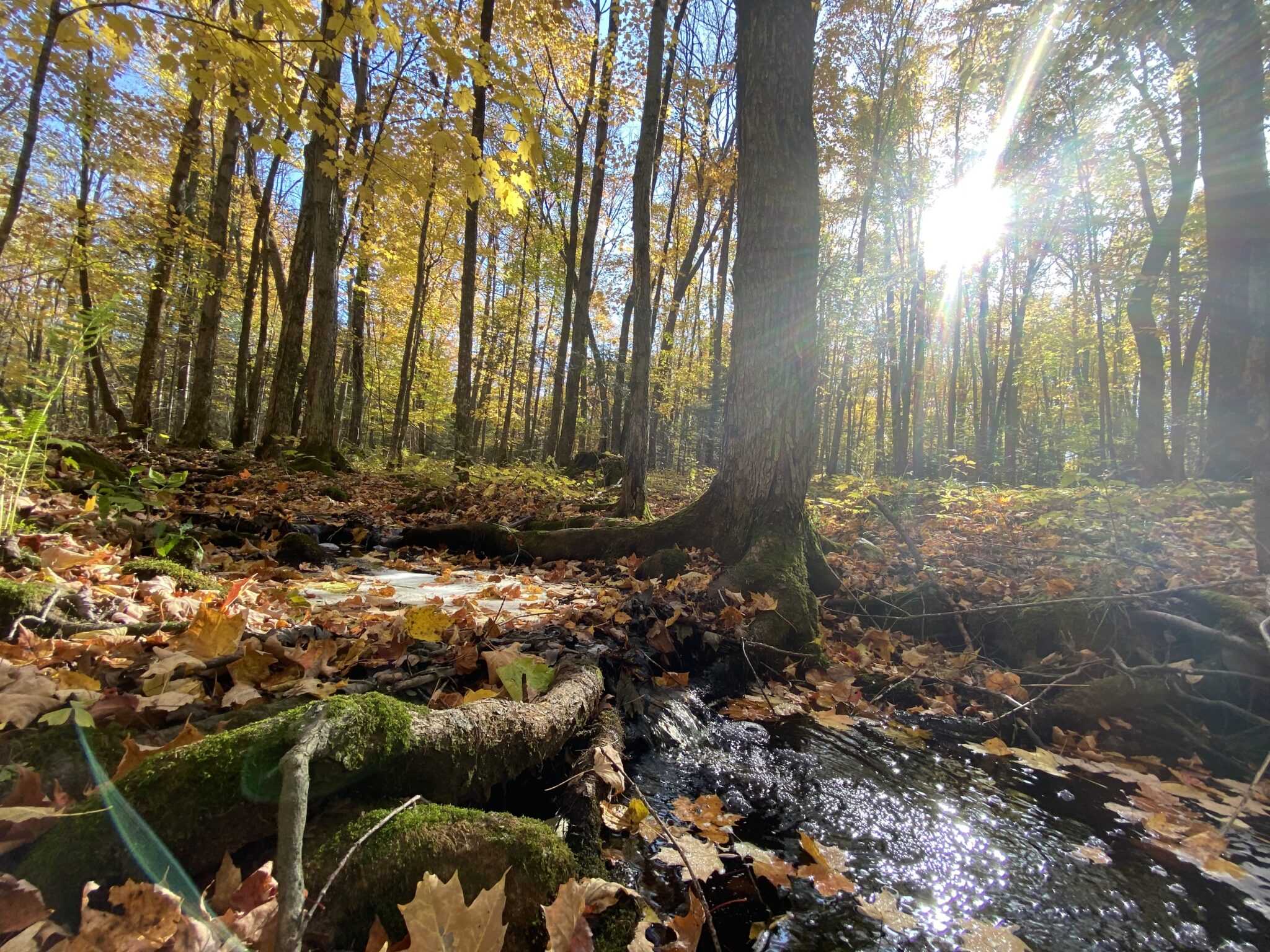 News - My Wisconsin Woods