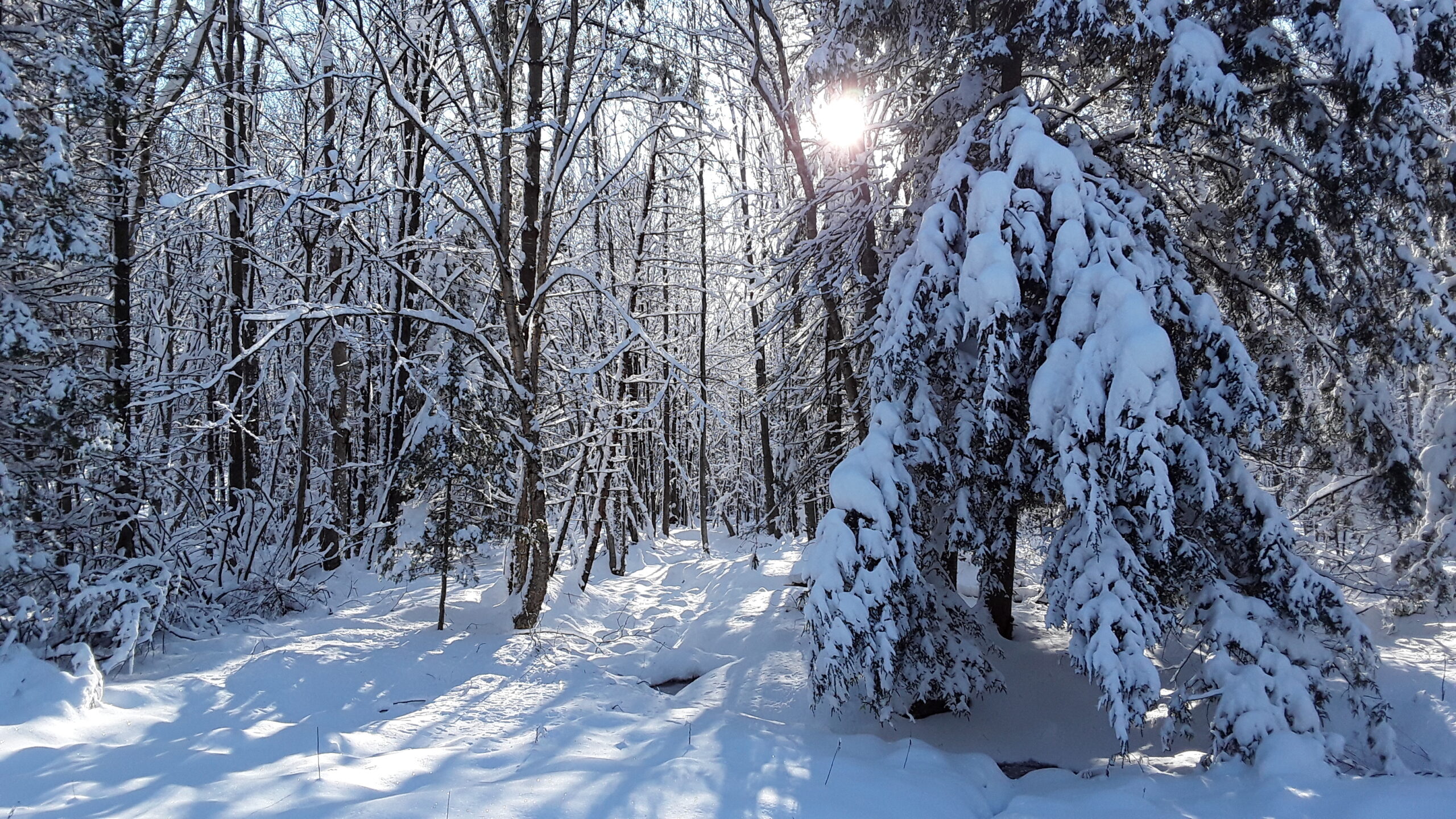 WICCI Report: Warmer Winters & Extreme Rain Are Stressing Wisconsin’s ...