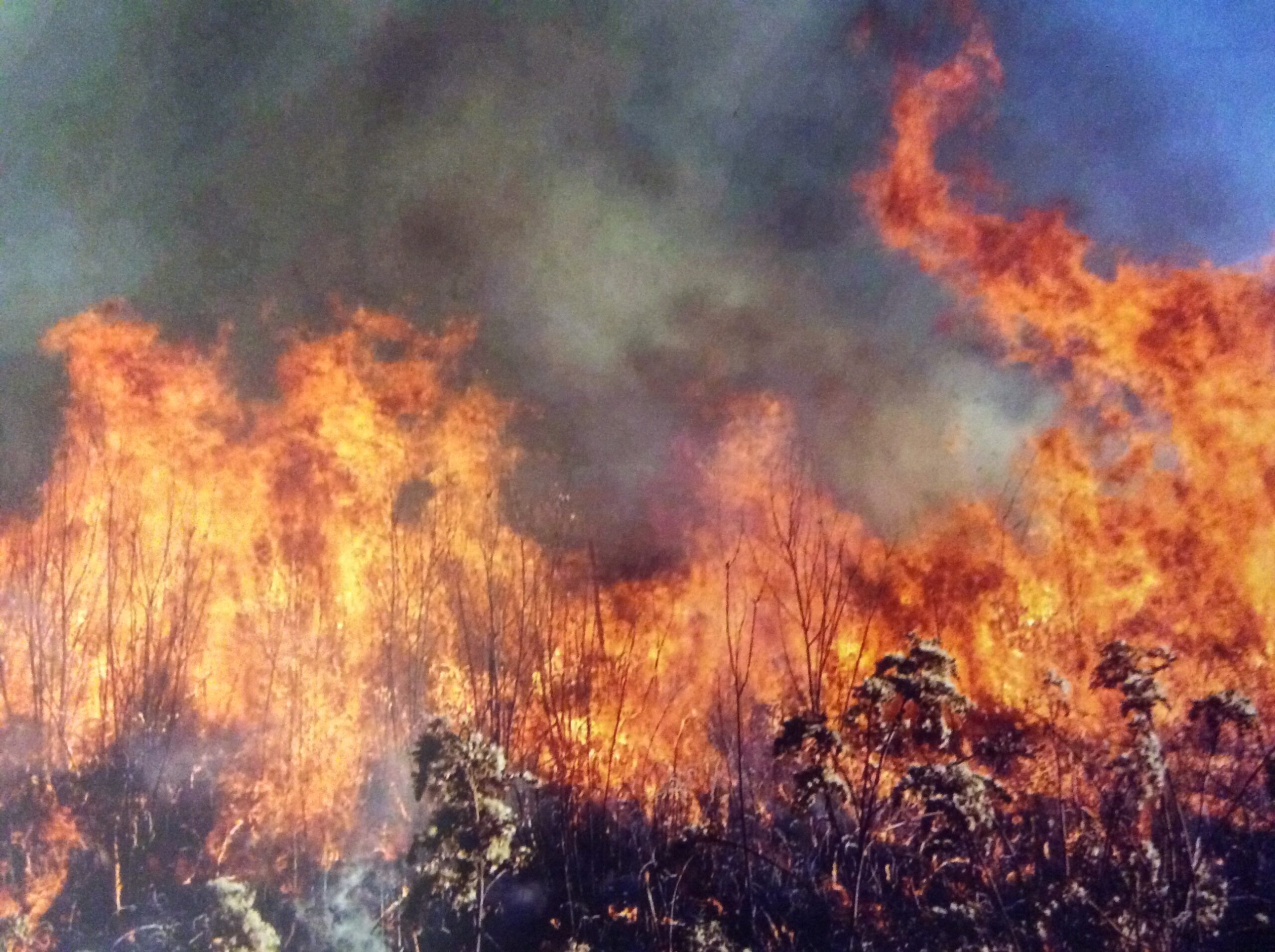 50 Years of Stewardship - My Wisconsin Woods