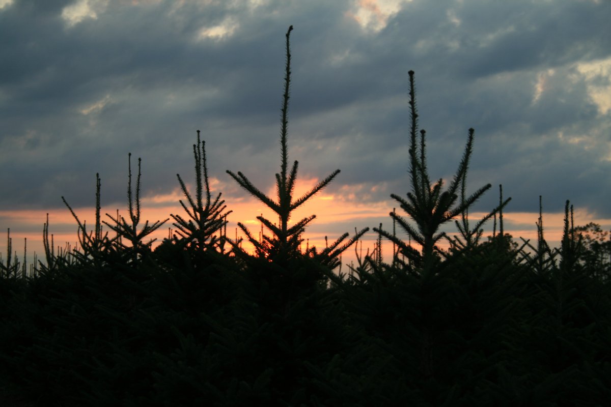 Is a Christmas Tree Farm Right for Your Land? - My Wisconsin Woods