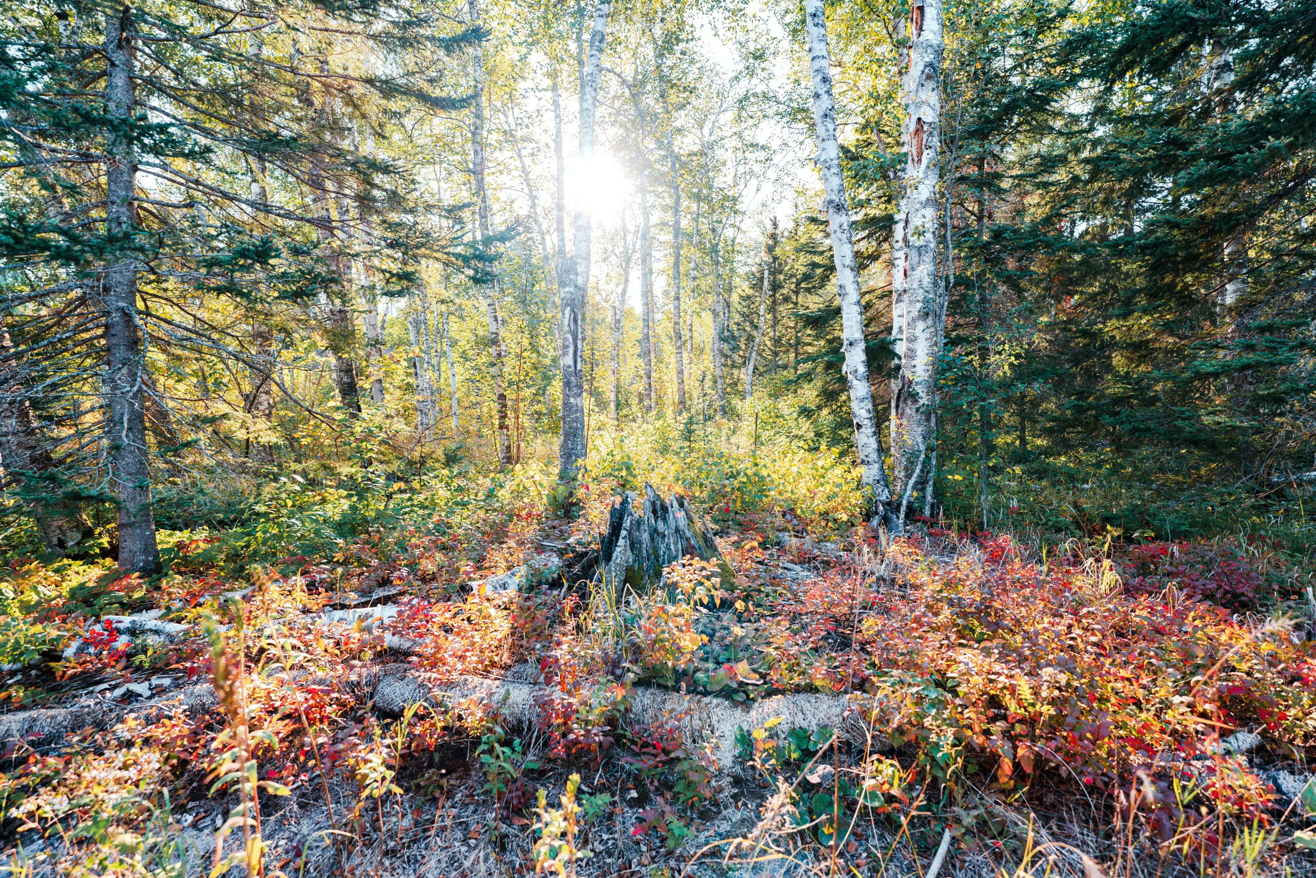 WI DNR Seeks LTE Natural Resource Research Scientist & Forester - My ...