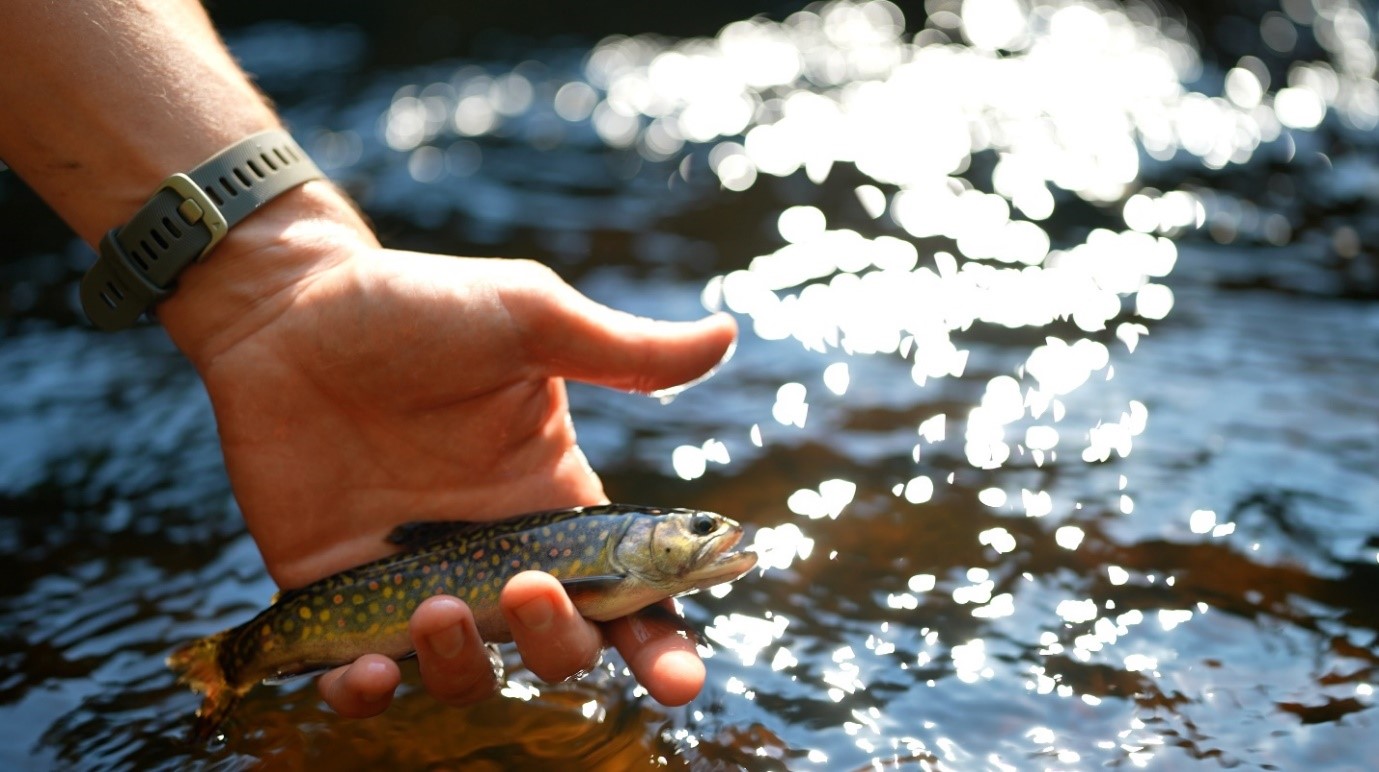 Joint Chiefs’ Partnership Supports Forestry and Wildlife Conservation ...